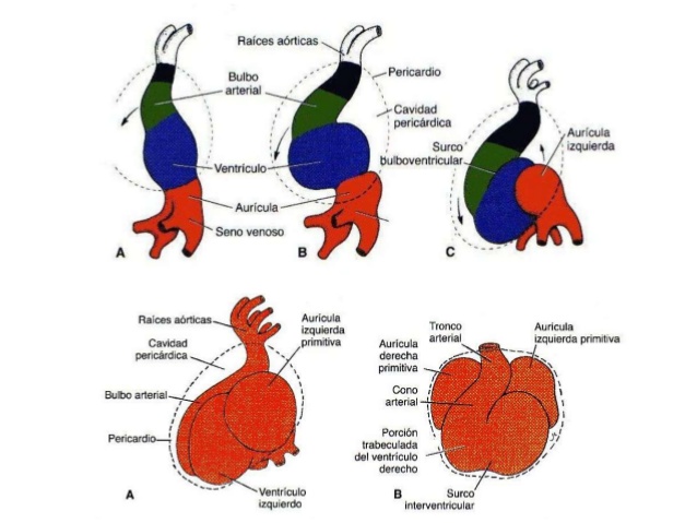 EMBRIOLOGATE: SISTEMA CARDIOVASCULAR