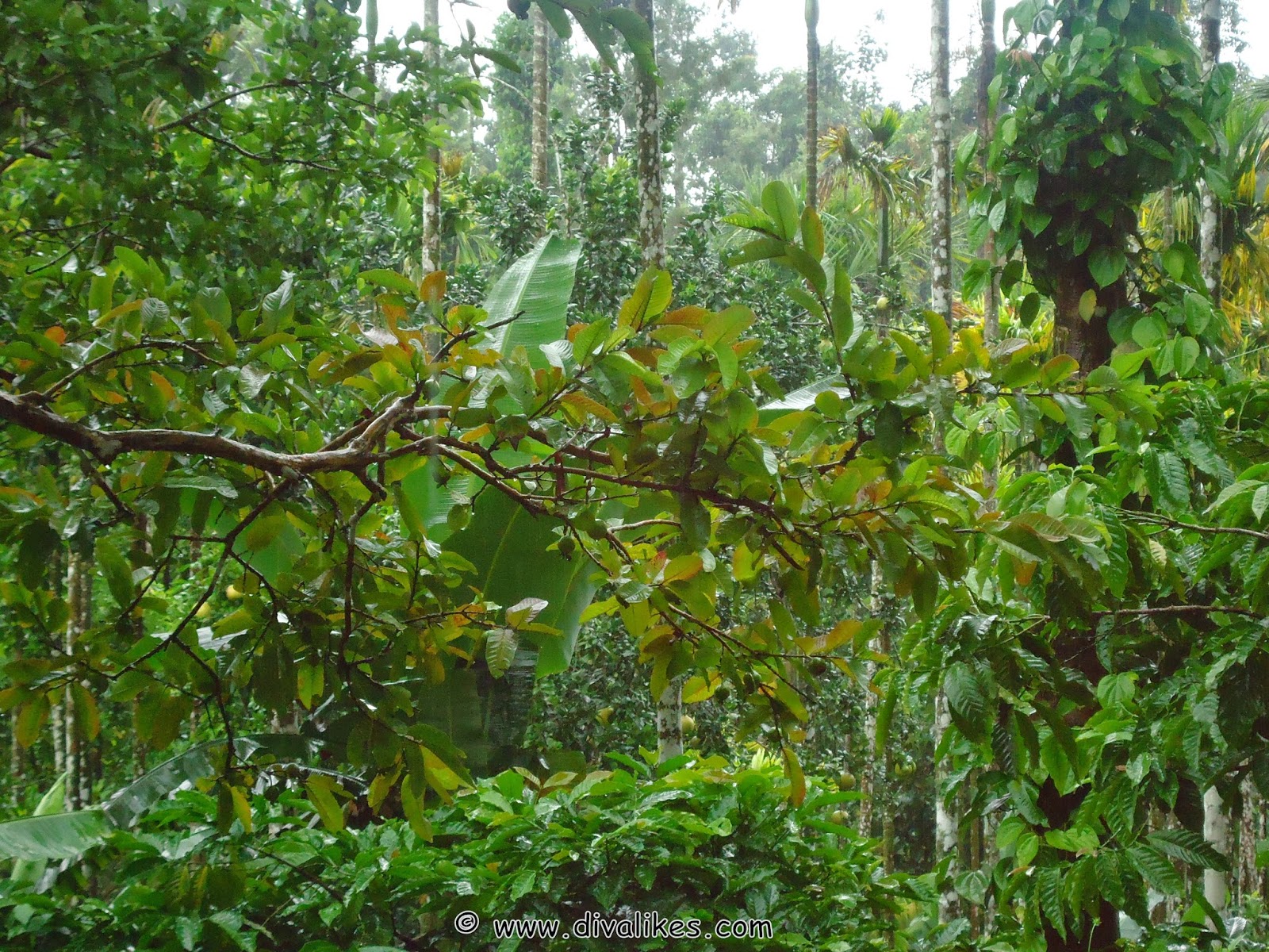 Monsoon Experience In Wayanad, Kerala | Diva Likes