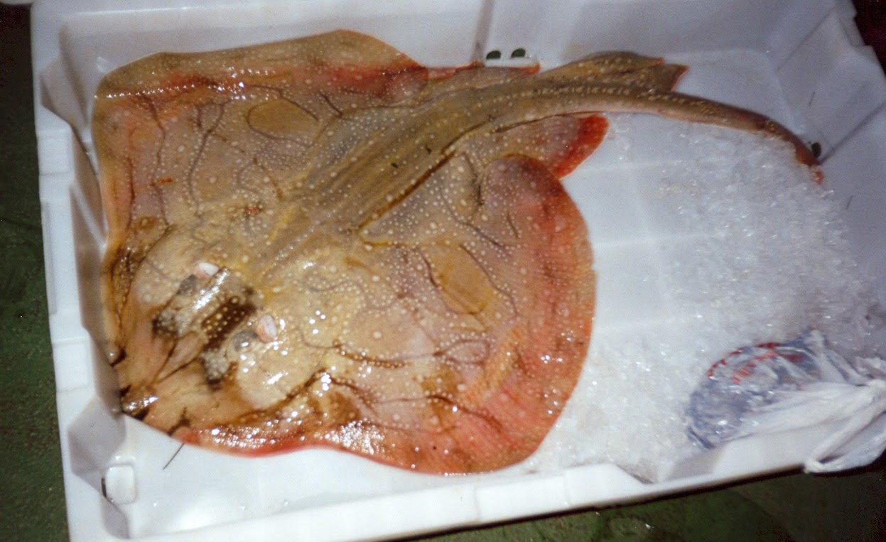 El rincón de Mundín: PESCADOS: LA RAYA