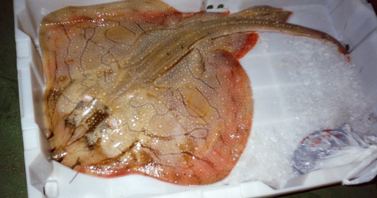 El rincón de Mundín: PESCADOS: LA RAYA