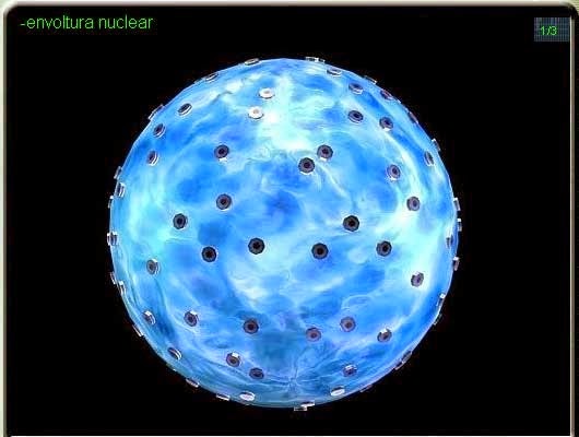 Células Procariotas , eucariotas y sus organelos: celula