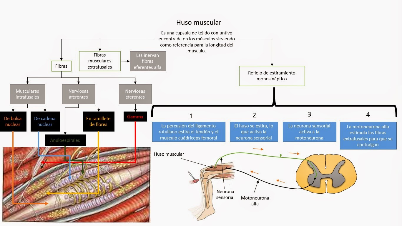 Fisiologia humana: Teoría del acoplamiento y reflejos