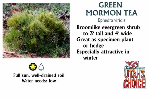 A Mellow Life is A Good Life...#1: FF: Mormon Tea