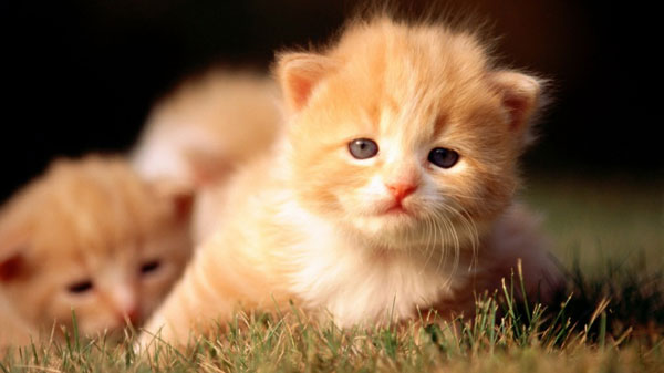40 Gambar Anak Kucing Lucu Menggemaskan Buat Wallpaper | Foto Kucing ...