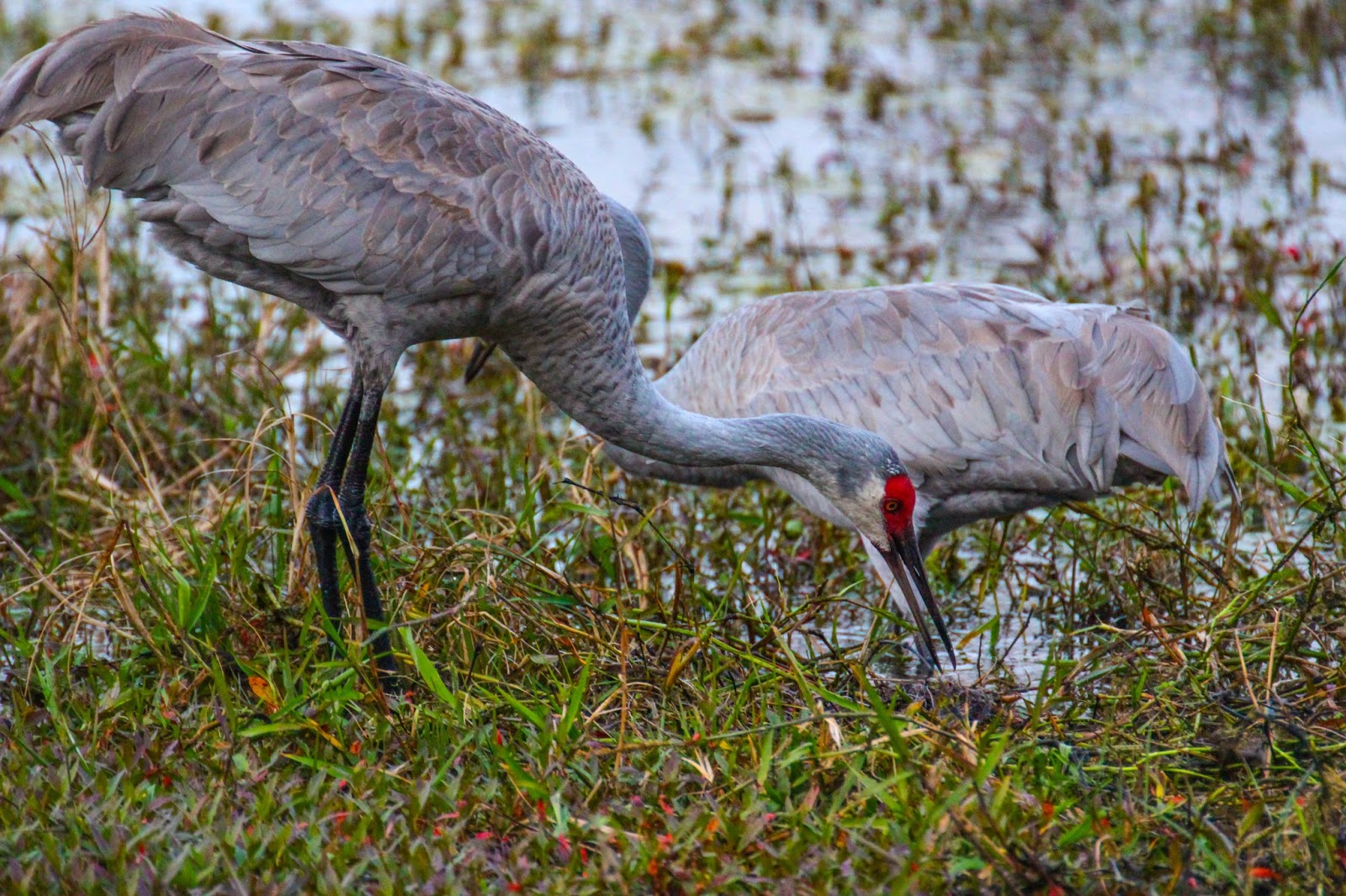 Cannundrums: Florida Sandhill Crane