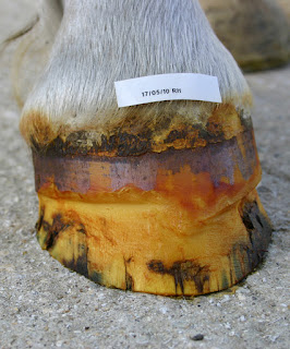 Connemara Pony Research into Hoof Wall Separation Disease (HWSD) : Hoof ...