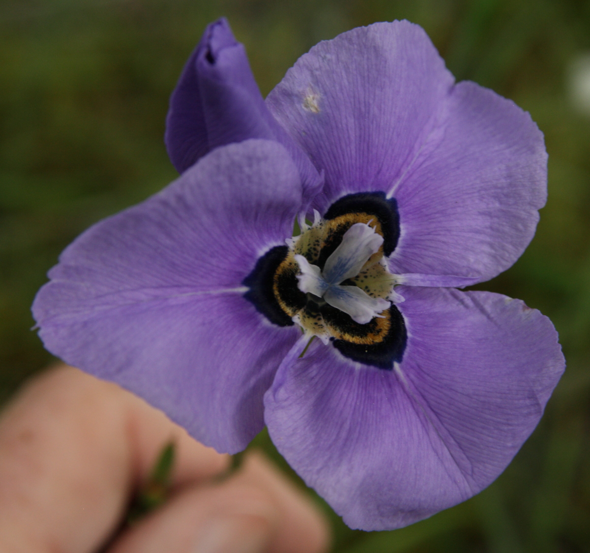 Growing Cool Plants: Moraea MM 13-177