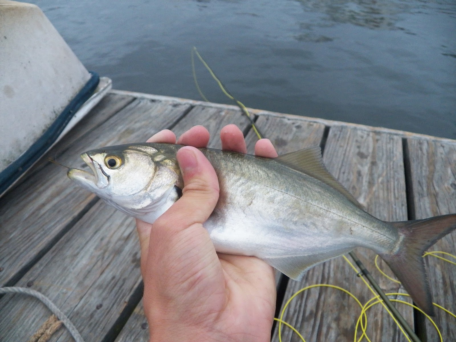 Connecticut Fly Angler: One Nice Early Morning Bluefish