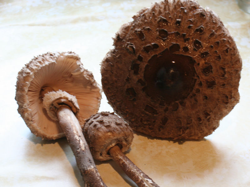 Neljandiku boks: Naeratus mammale