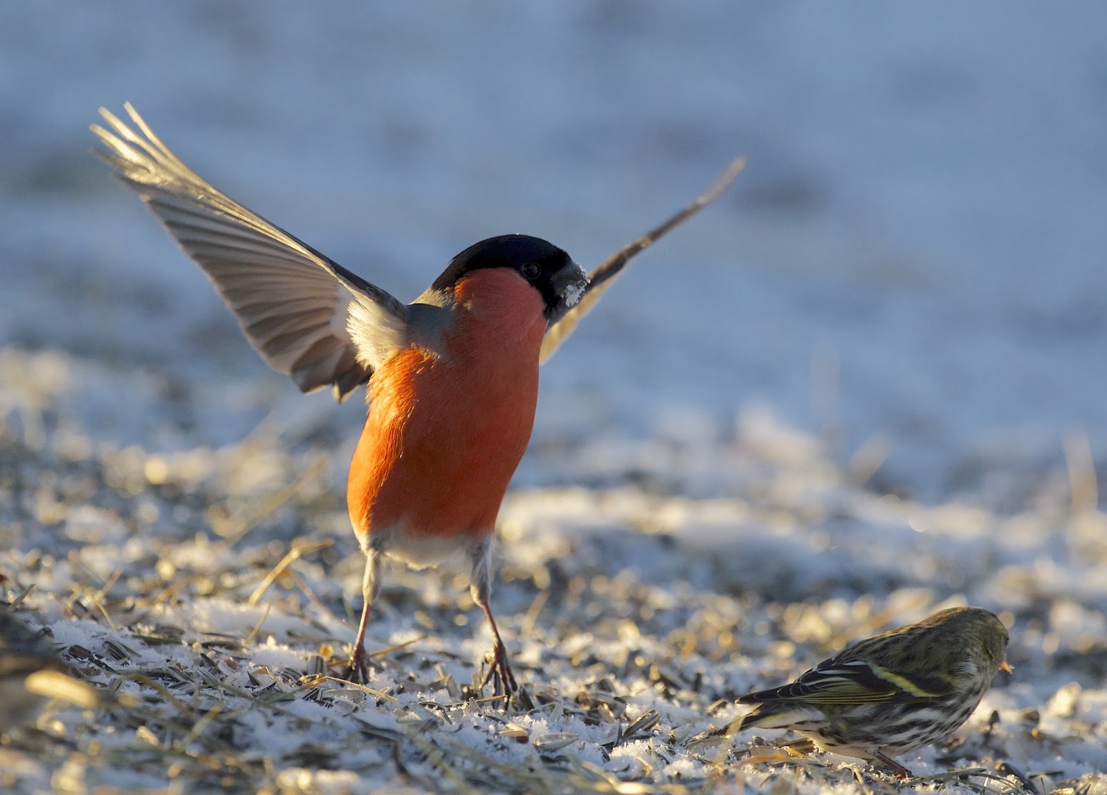 Naturfoto Einar Hugnes: Sultne og aktive småfugler på foringa