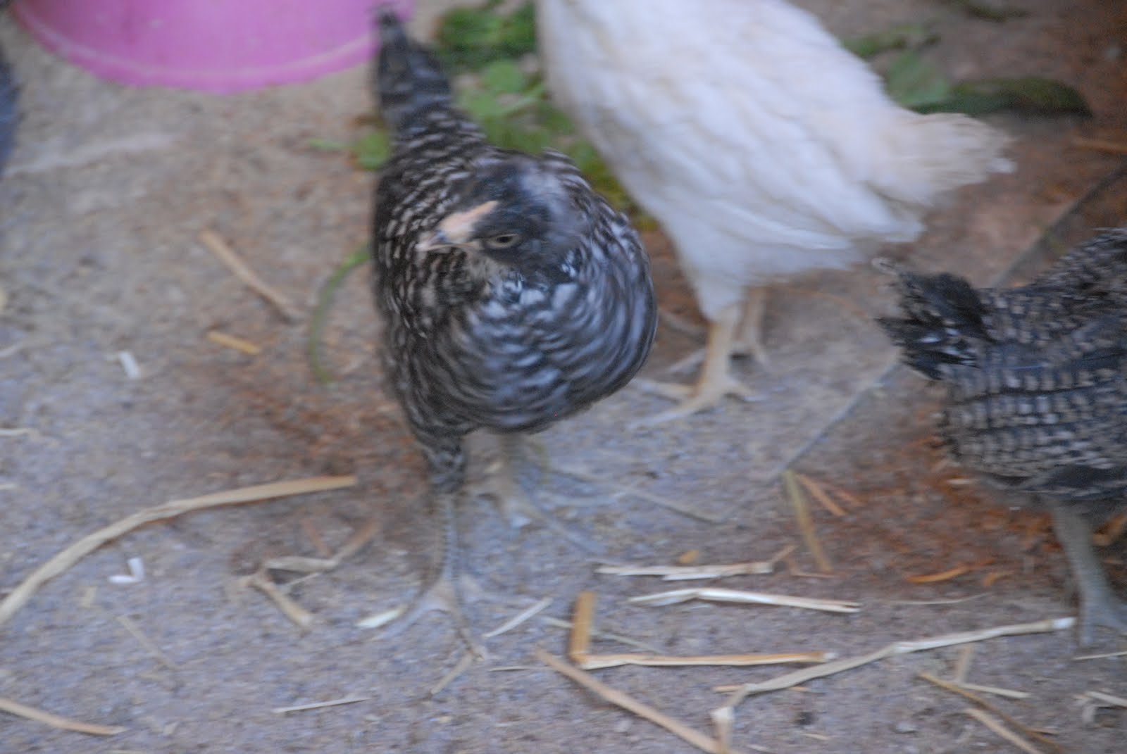 Farm Girl in the City: Compost: Or How i Learned to Love Maggots