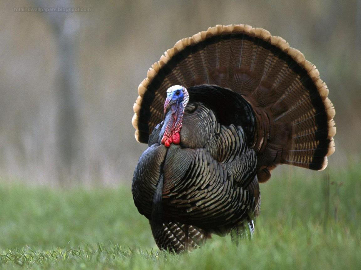 Beautiful Wallpapers for Desktop: Turkey bird wallpapers hd