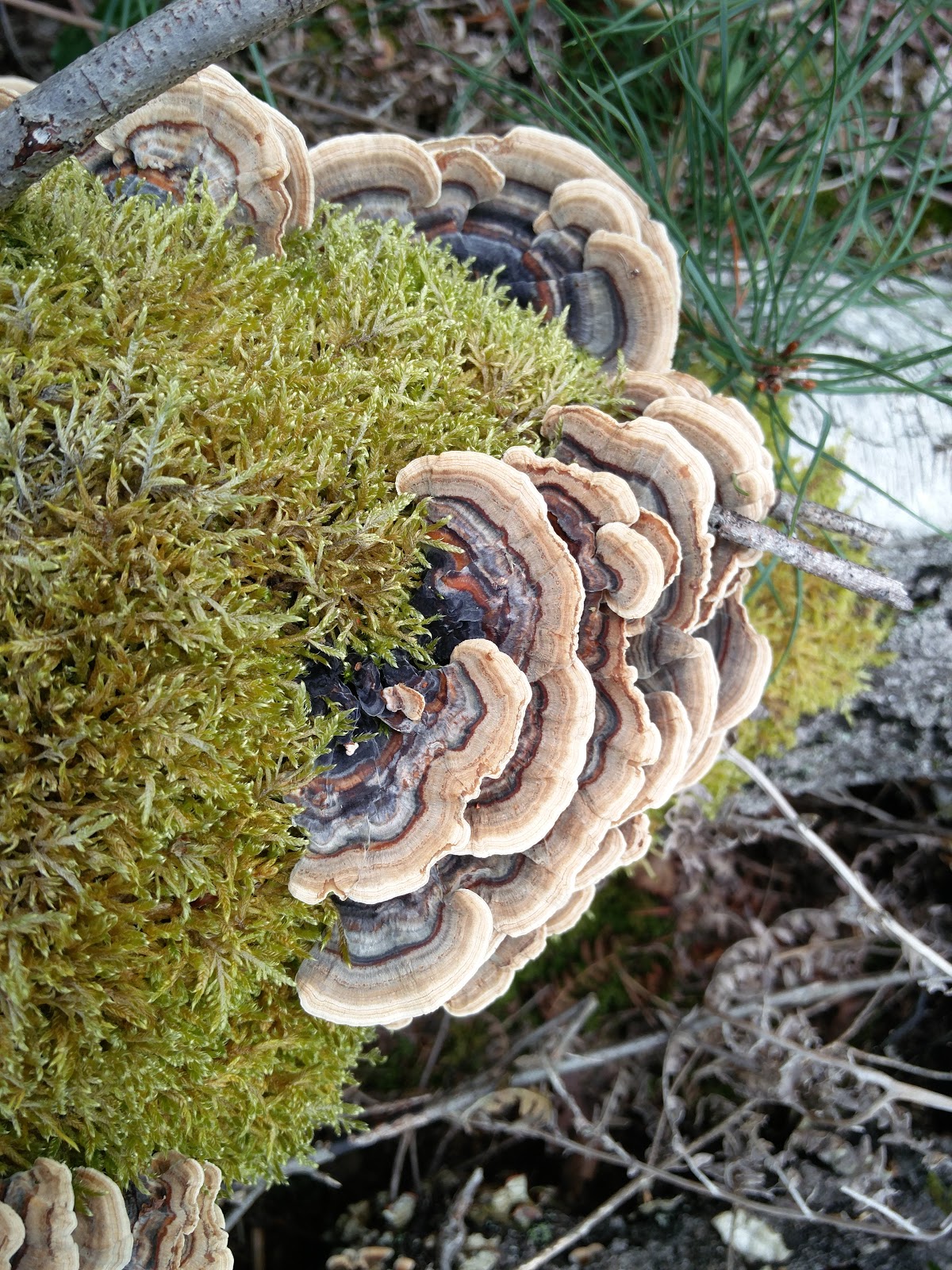 Misidentifying Fungi: Graffham Common Fungus Walk