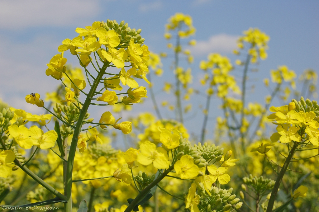 Chwile zaChwycone: Kwitnący rzepak
