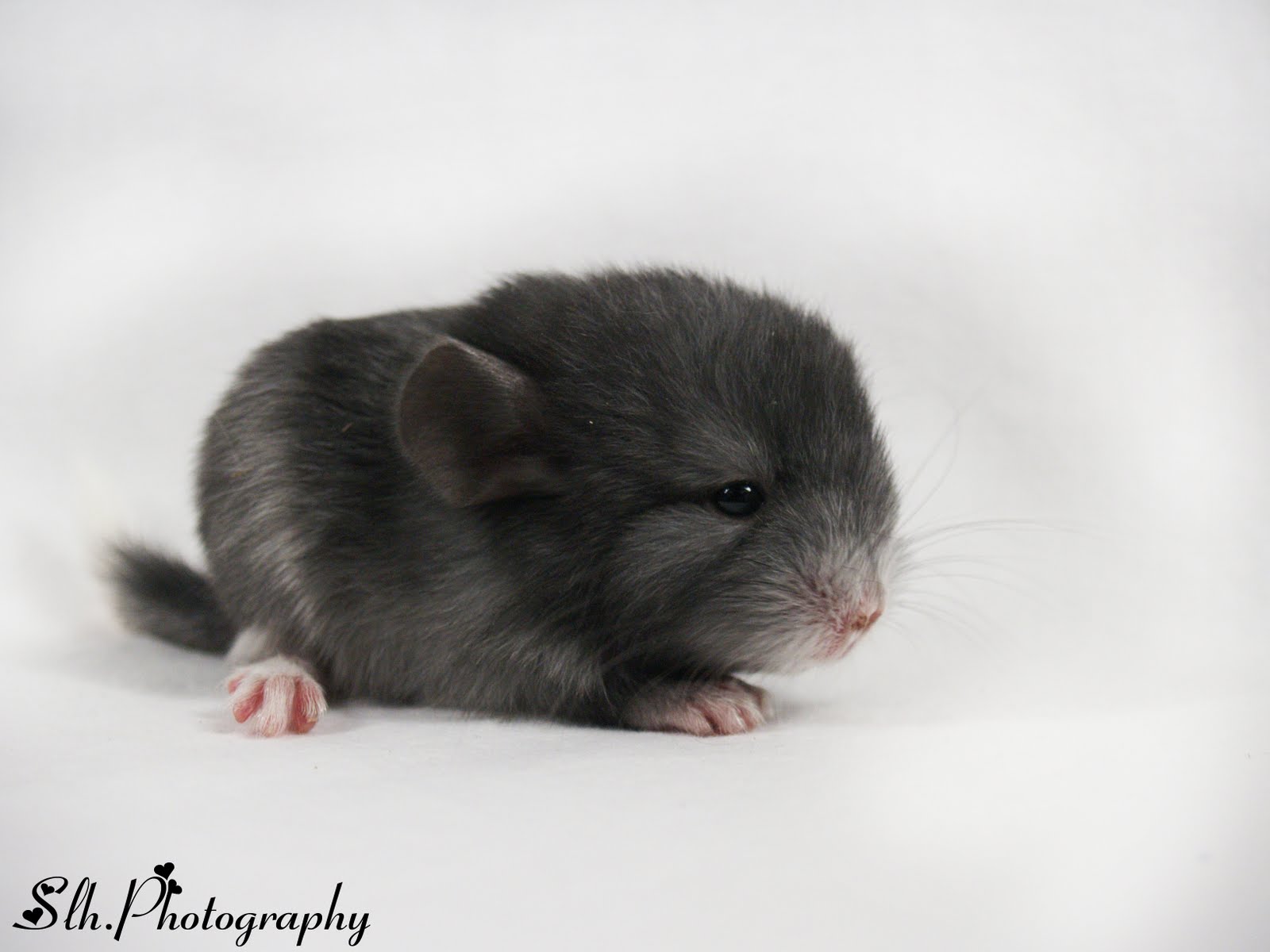 SLH Photography & Design: Baby Chinchilla Photos!