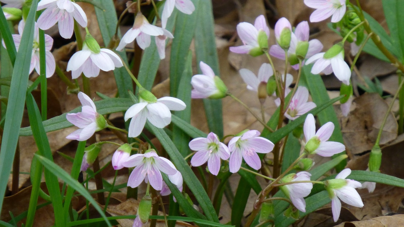 Feathers Fur and Flowers: Spring Beauty (Wildflower)