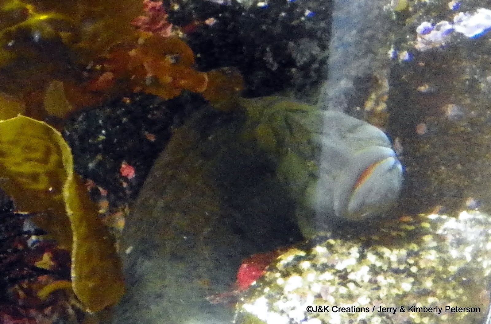 Along the Way with J&K...: Monterey Bay Visit