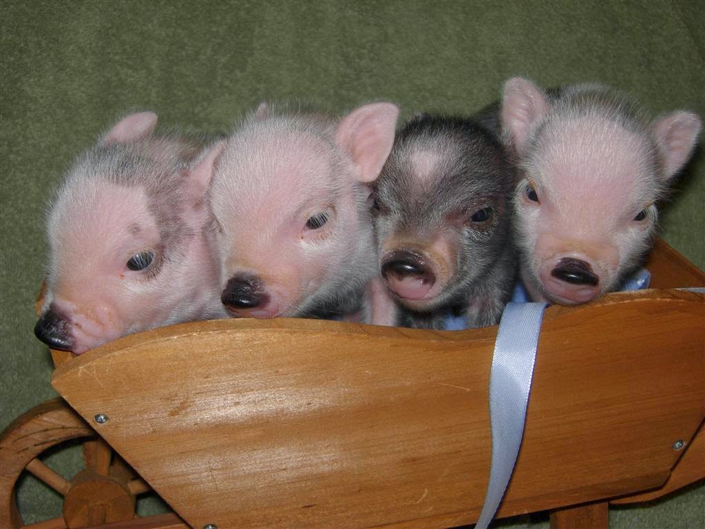 Musings: German Shepherd Puppies And Newborn Mini-Pigs Make For The ...