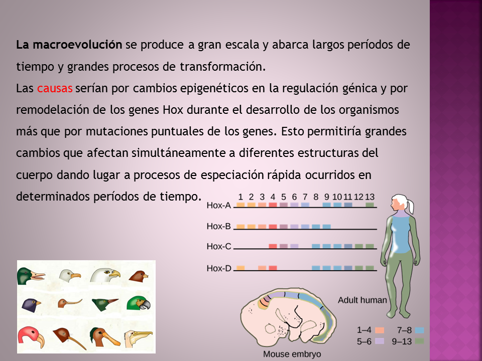 biología y geología 1ºbto: Tema 10 LA DIVERSIDAD DE LOS SERES VIVOS