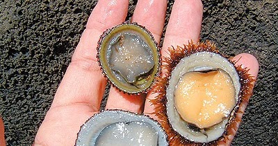 Raising Islands--Hawai'i science and environment: `Opihi teeth are ...