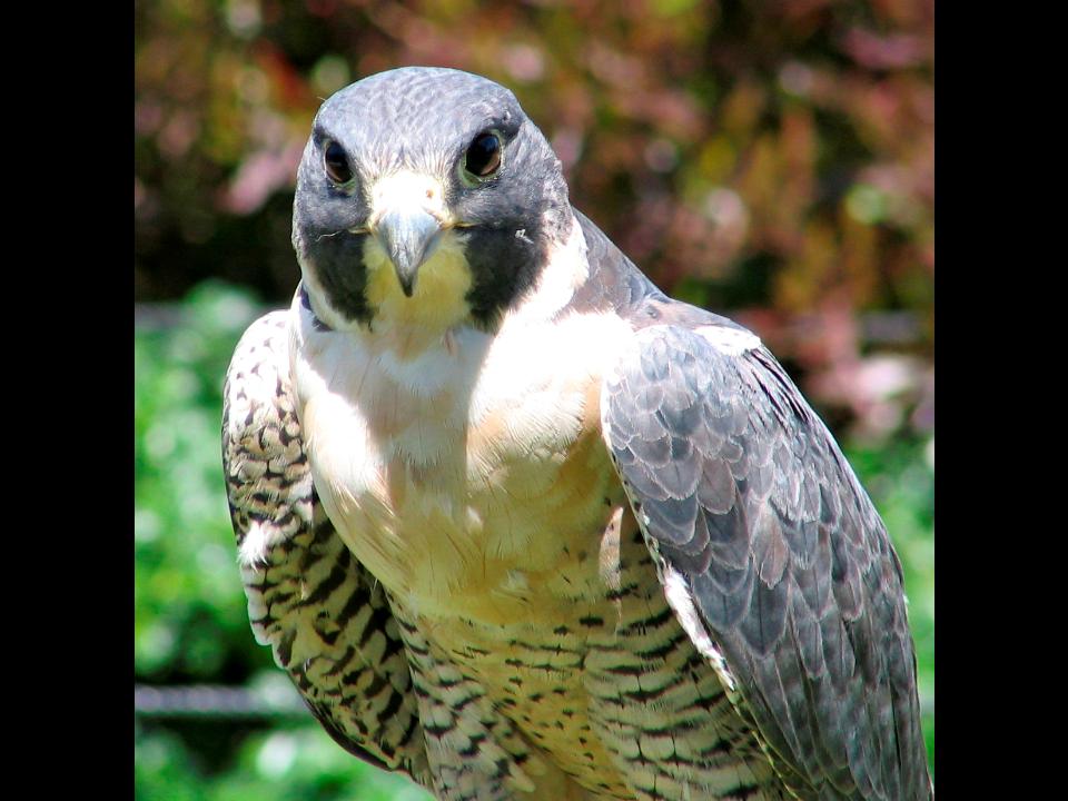 Spreebird wildlife: Shaheen SHAHEEN FALCON (Military state-bird of the ...