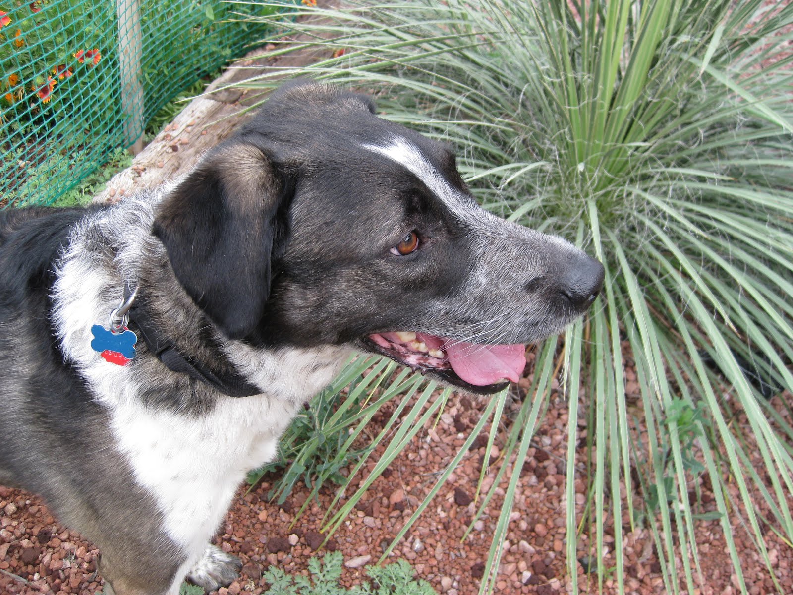 coffee with a canine: Laura & Bongo