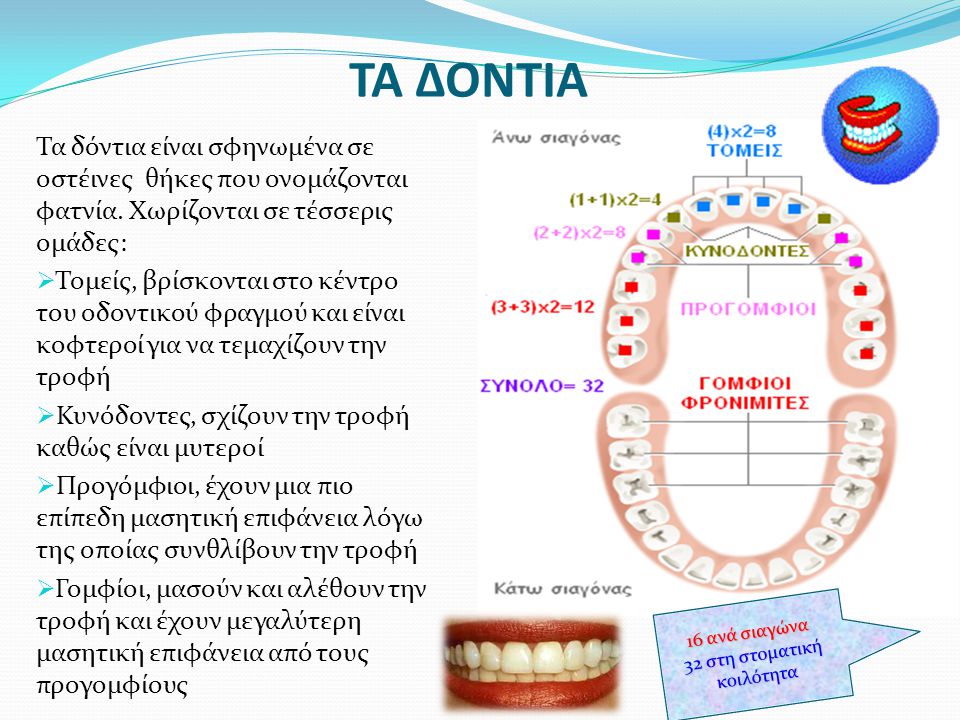 ...Το Νηπιαγωγείο μ' αρέσει πιο πολύ.: Τα δοντάκια μου φροντίζω και δε ...