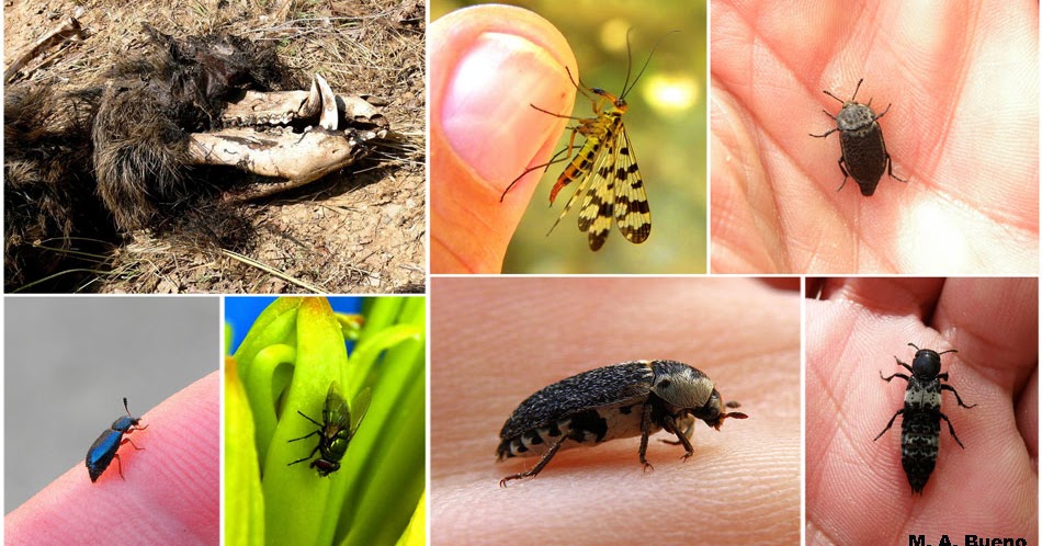 HUESCA Y LA SIERRA DE GUARA: INSECTOS DE LOS CADÁVERES - INSECTS OF THE ...