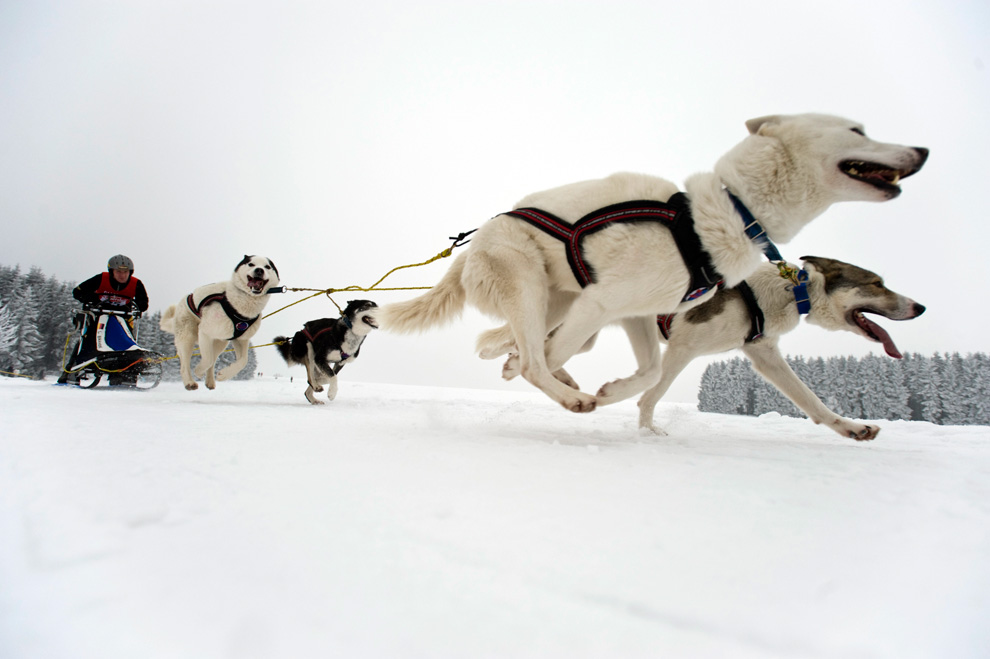 A View from the Beach: Heavy Snow Cancels Alaska Dog Sled Race