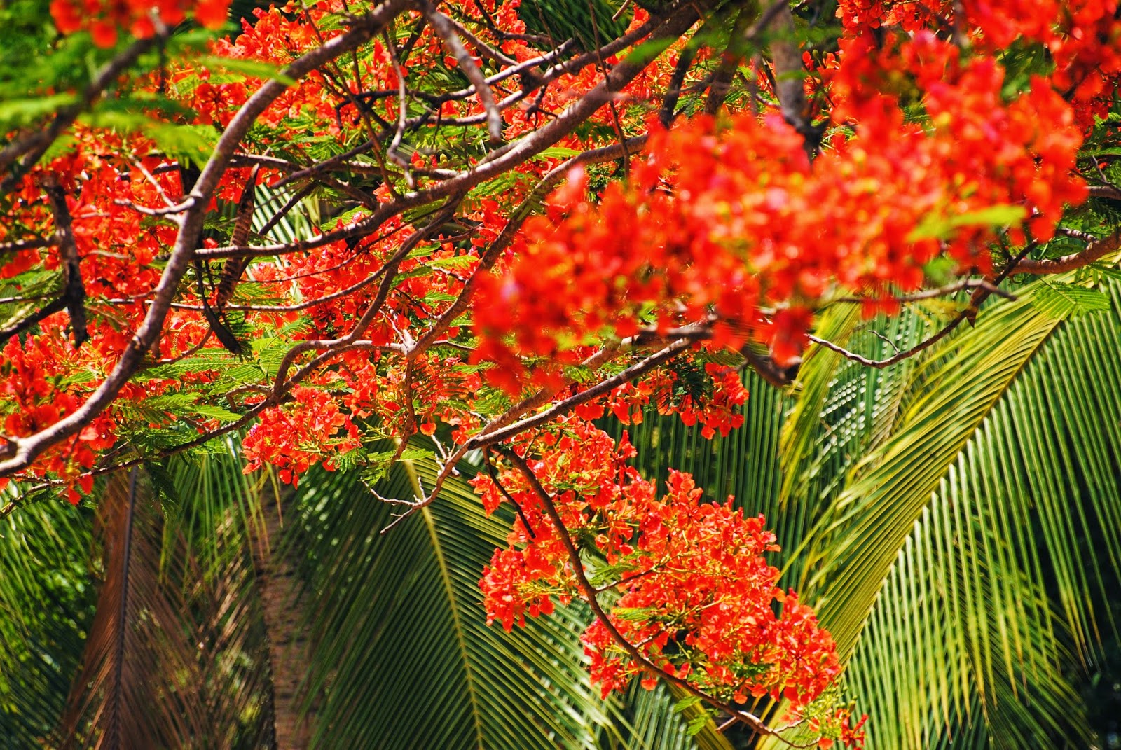 Portrait of Panama: Flora and Fauna