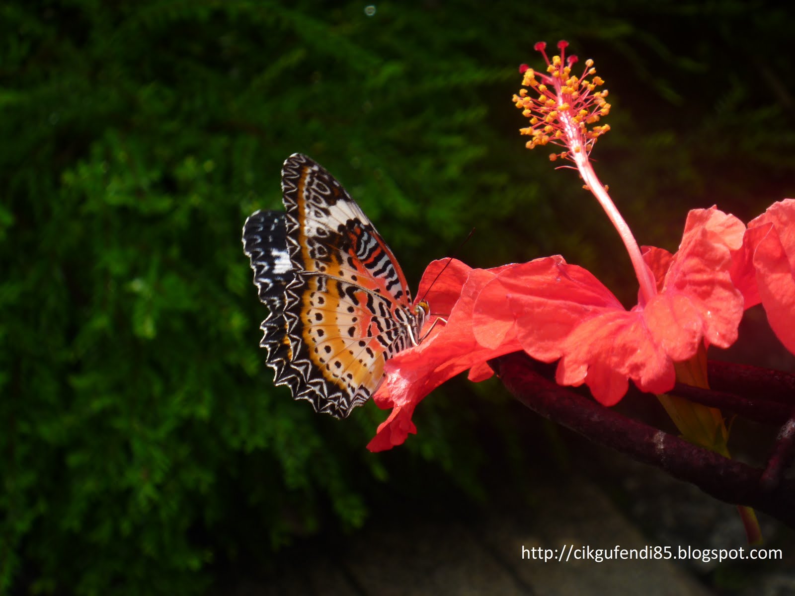 FandiKaka's mind: Taman Rama-Rama Pulau Pinang