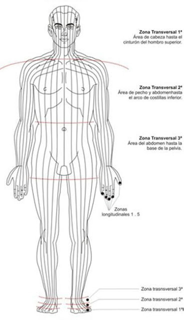 Reflexologia en Pies Y Manos: Zonas longitudinales del cuerpo