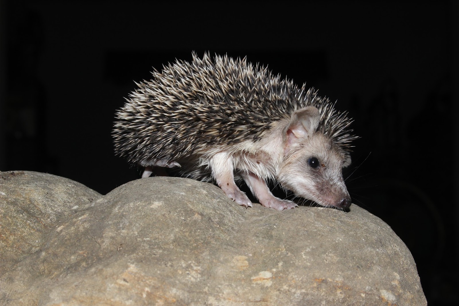 Biodiversity of Cyprus by NGO Protection of the Natural Heritage and ...