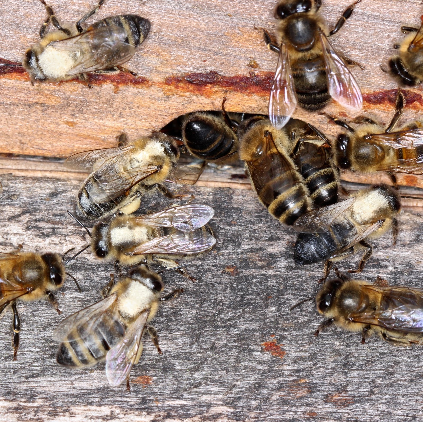 TrogTrogBee: Balsam bees