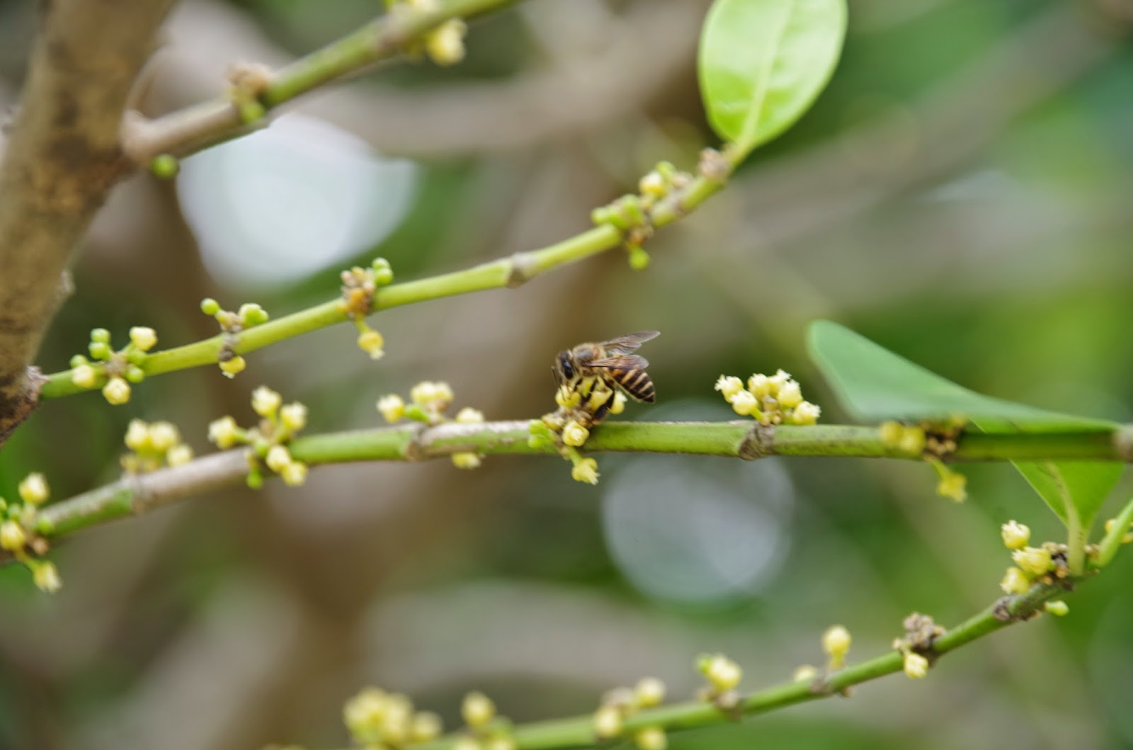 Trees and Plants: Limau Hantu