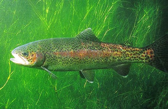 Pasiunea Pescuitului: Pescuitul Pastravului Curcubeu