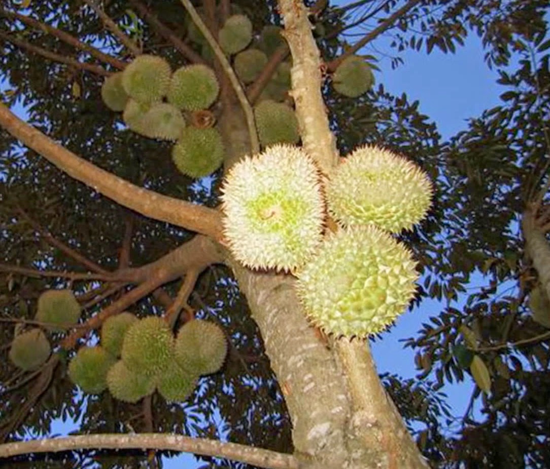 5 LANGKAH CARA MENANAM / BUDIDAYA DURIAN | Pertanian