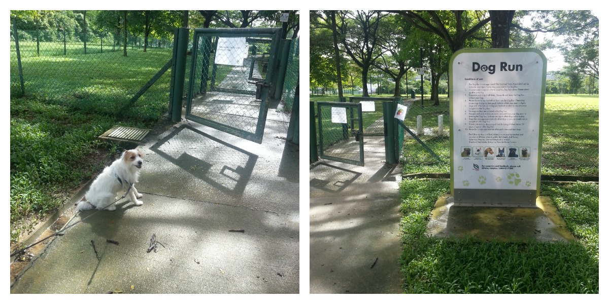 West Coast Park Dog Run... - Sam, Pecan, Pippin, Shelly and Sherman ...