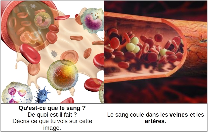 RV: La composition du sang : Printable