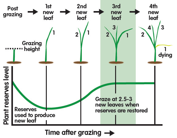 Biomass Industrial Innovative Projects: Finding The Best Treasure From ...