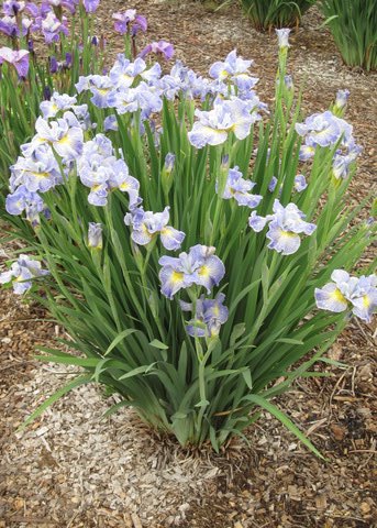 World of Irises: Irises: The Best and the Bluest, Part Two