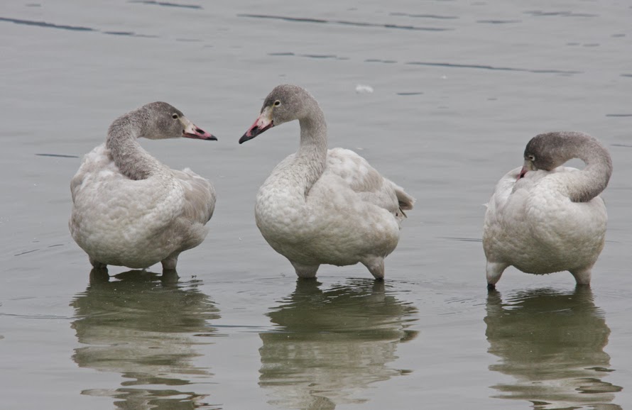 BIRDING - Kyoto, Kansai and Japan: swans