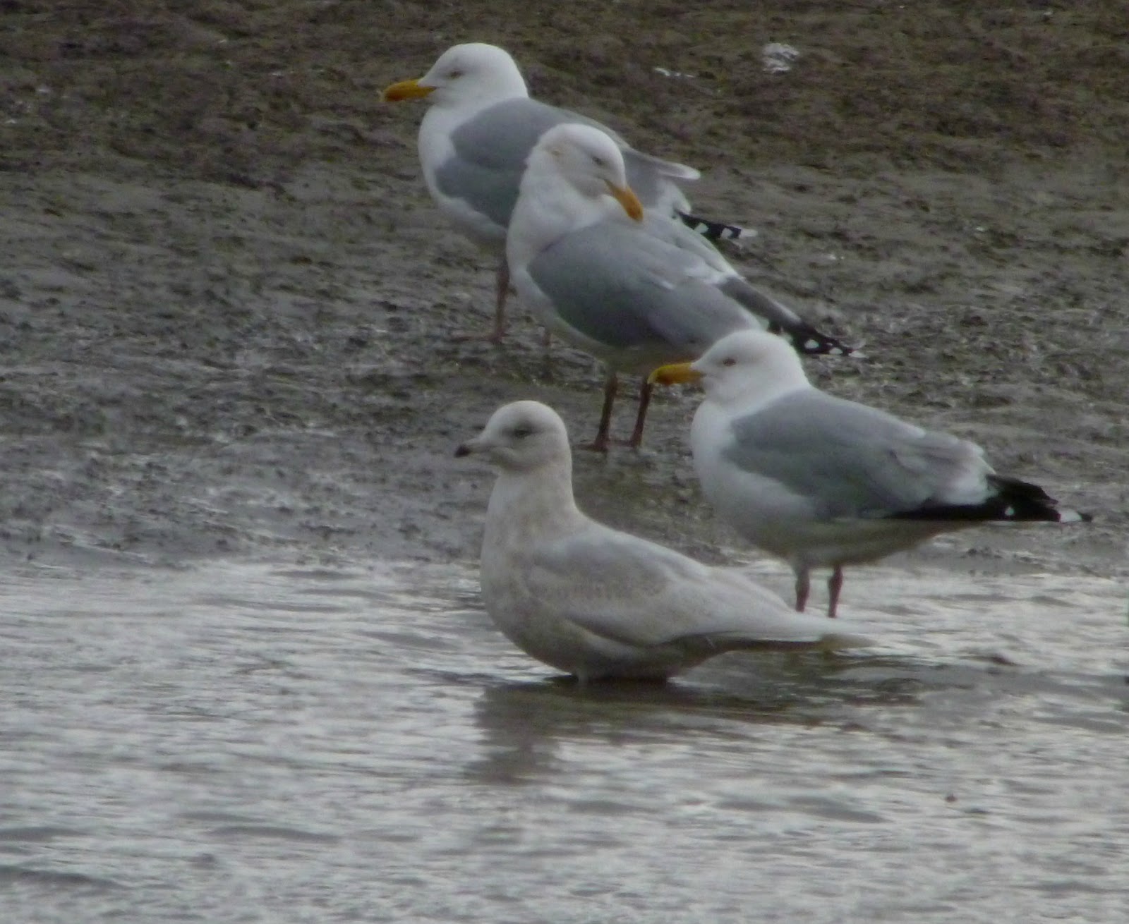 Skein Birding and Beyond.......: Mersey paradise