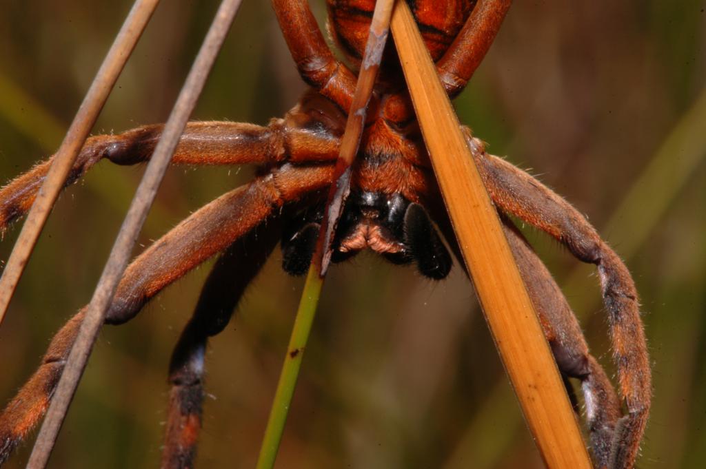 The Nature of Robertson: Another encounter with a special Huntsman Spider