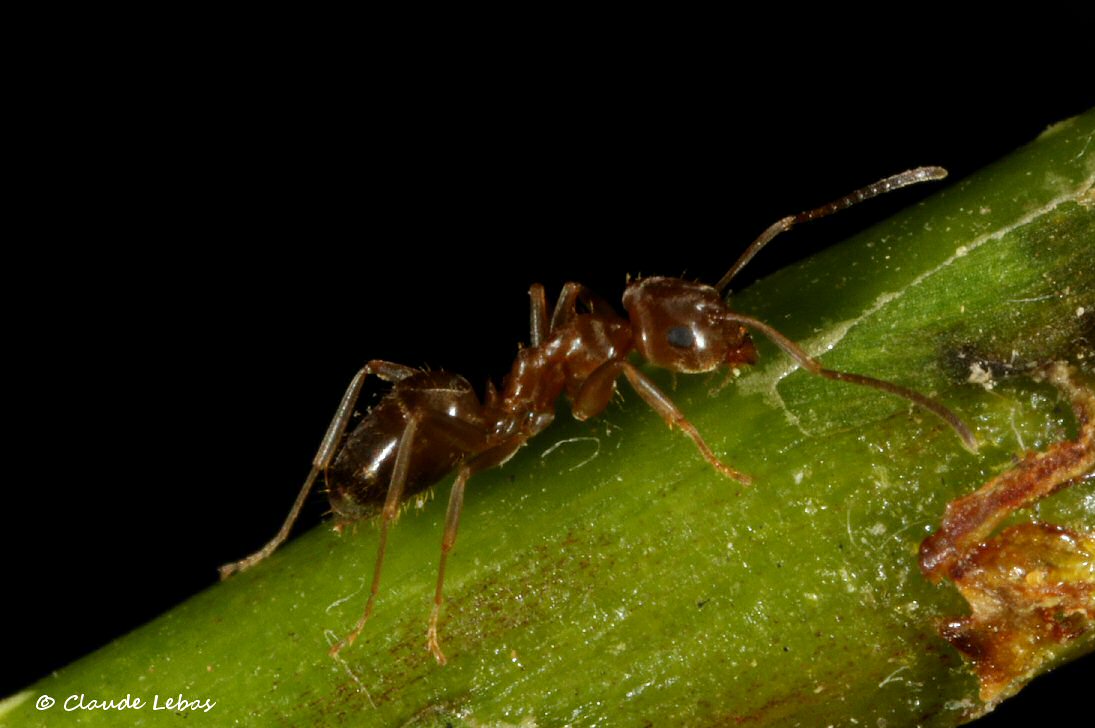 fourmis de Grèce: liste des fourmis de Grèce