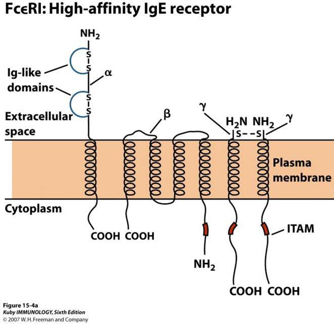Biochemistry Class notes: What is Hypersensitivity