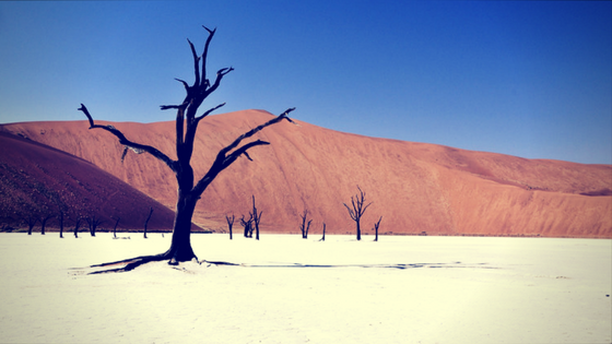 La vara de Aarón que reverdeció