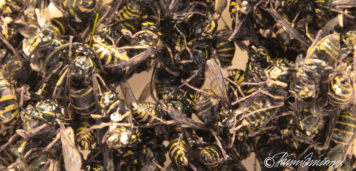 Höfuð Kvisthyltinga: Spennufíklarnir, sonabörnin (2)