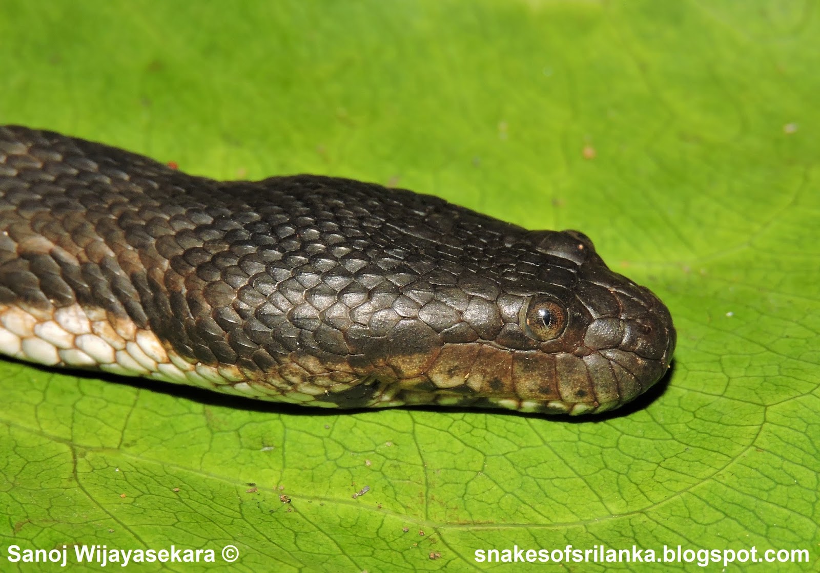 Dog-Faced Water Snake/කුණුදිය කලුවා (Cerberus rynchops-Schneider, 1799)