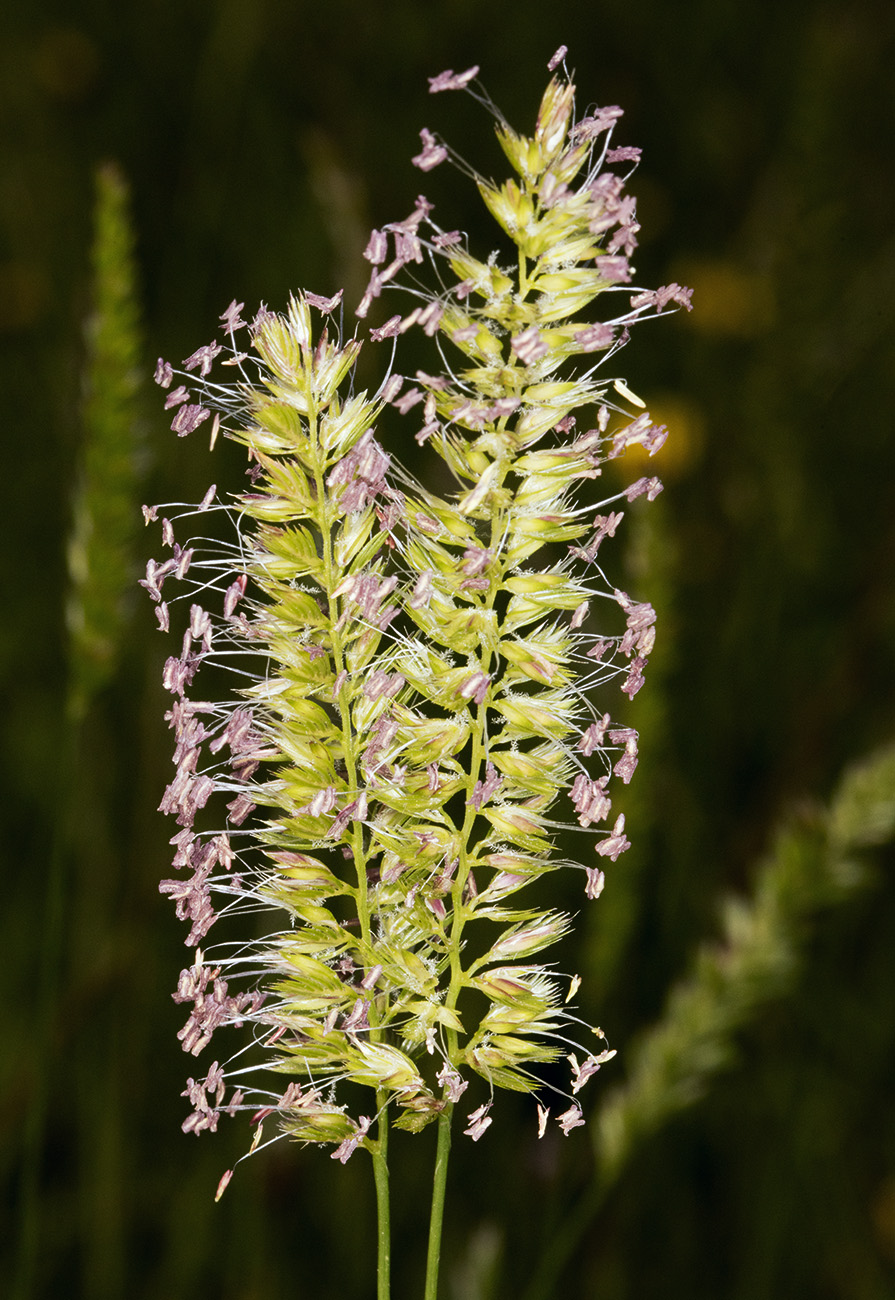 Riddlesdown Quarry, Early Summer | Naturally